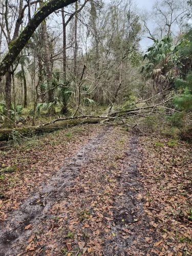 10 Best Hikes and Trails in Goethe State Forest | AllTrails