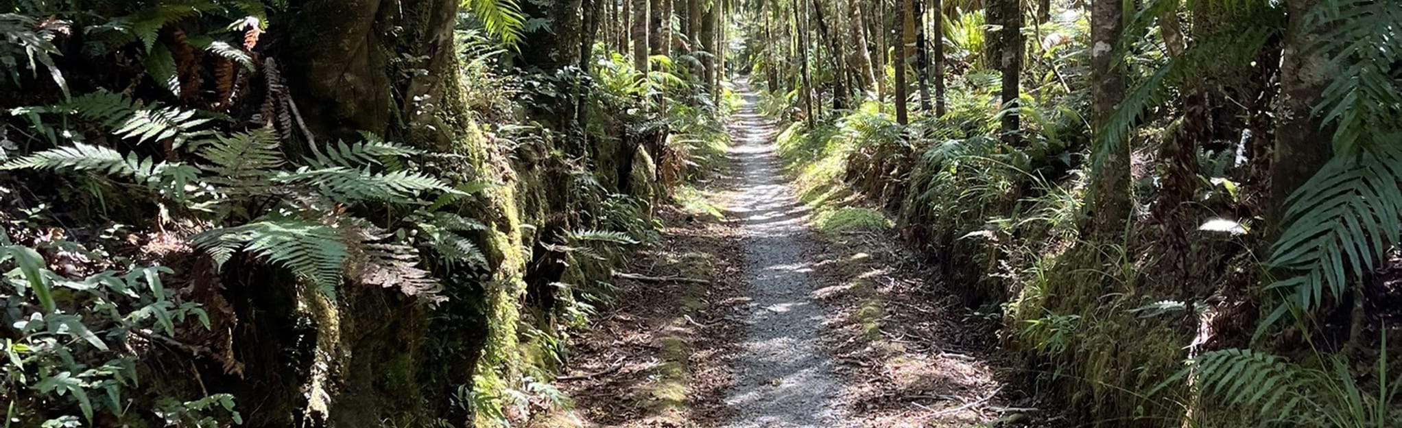 The Old Ghost Road: Specimen Point Hut to Seddonville, West Coast, New ...