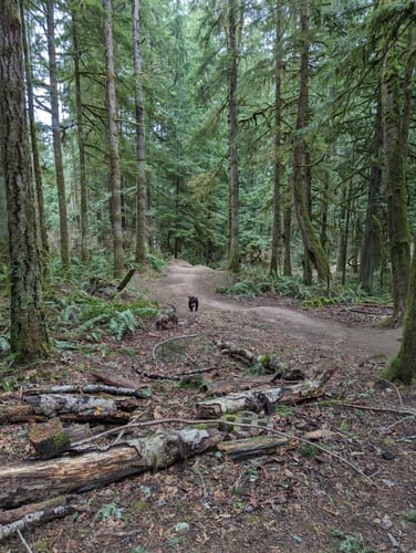 2023 Best Mountain Biking Trails in Duthie Hill Park | AllTrails
