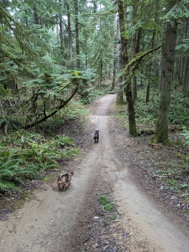 2023 Best Mountain Biking Trails in Duthie Hill Park | AllTrails