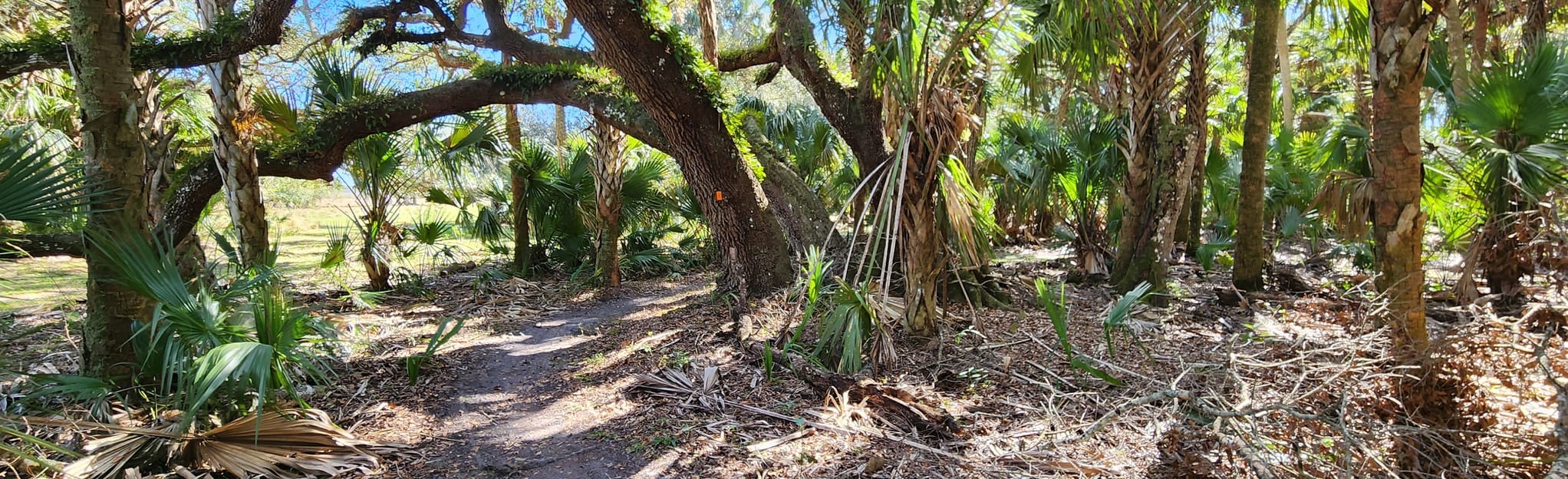 Grassy Island Mountain Bike Trail - Florida | AllTrails