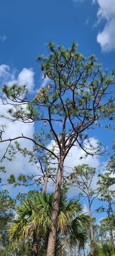 Best Hikes and Trails in Shell Creek Preserve | AllTrails