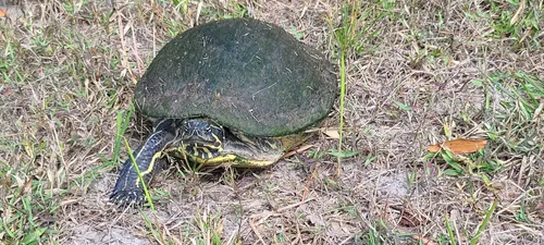 Best Hikes and Trails in Shell Creek Preserve | AllTrails