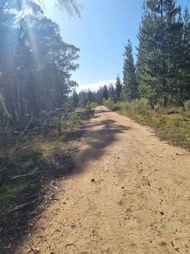 Best Hikes and Trails in Penrose State Forest | AllTrails