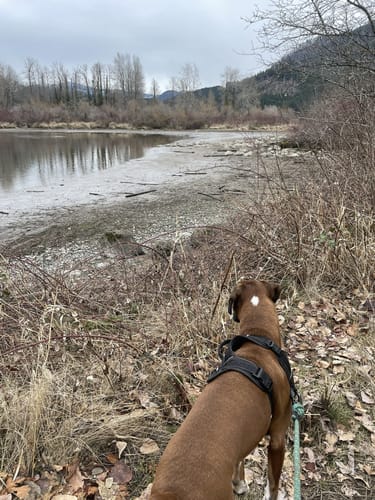 Best Hikes and Trails in Cascade Locks easyCLIMB trailhead | AllTrails