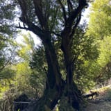 Myrtle Tree Trail, Oregon - 57 Reviews, Map | AllTrails