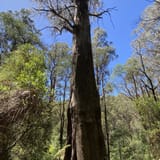 Kalatha Giant Tree Walk, Victoria, Australia - 8 Reviews, Map | AllTrails