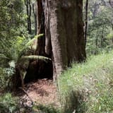 Kalatha Giant Tree Walk, Victoria, Australia - 8 Reviews, Map | AllTrails