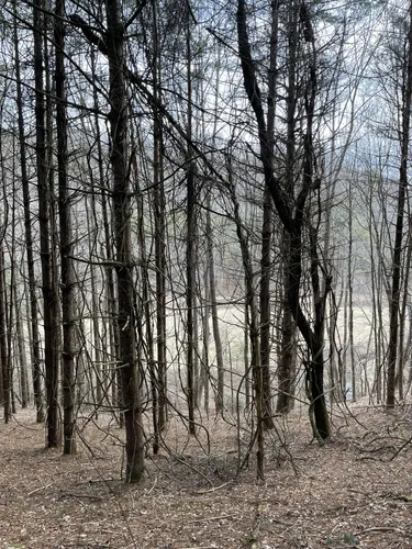 Best Hikes and Trails in Matthews State Forest | AllTrails