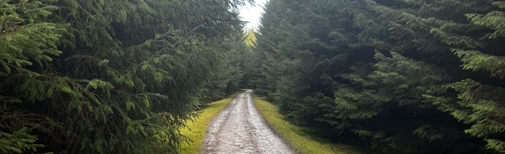 Slaley Forest Circular : 85 Photos - Northumberland, Angleterre ...