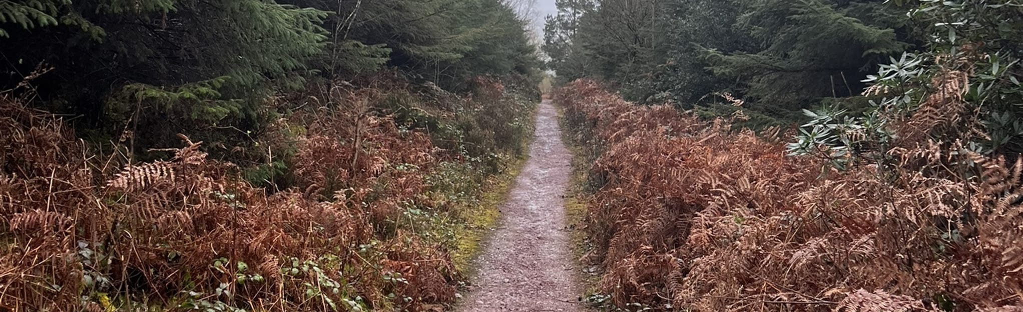 Bansha wood: Cordangan Loop, County Tipperary, Ireland - 23 Reviews ...