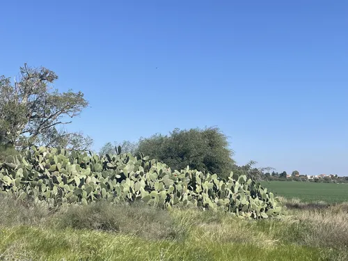Best Hikes and Trails in Nitzanim Sands Nature Reserve | AllTrails