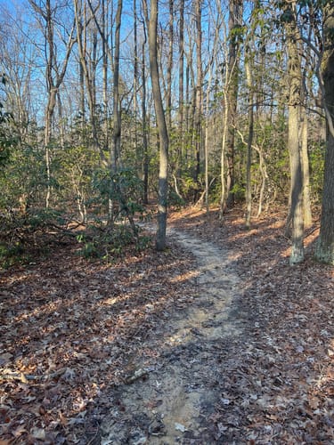 Best Hikes and Trails in Elk Neck State Forest | AllTrails