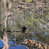 Lake Pine Loop, North Carolina - 920 Reviews, Map | AllTrails