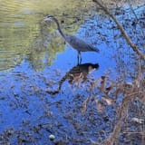 Lake Pine Loop, North Carolina - 920 Reviews, Map | AllTrails