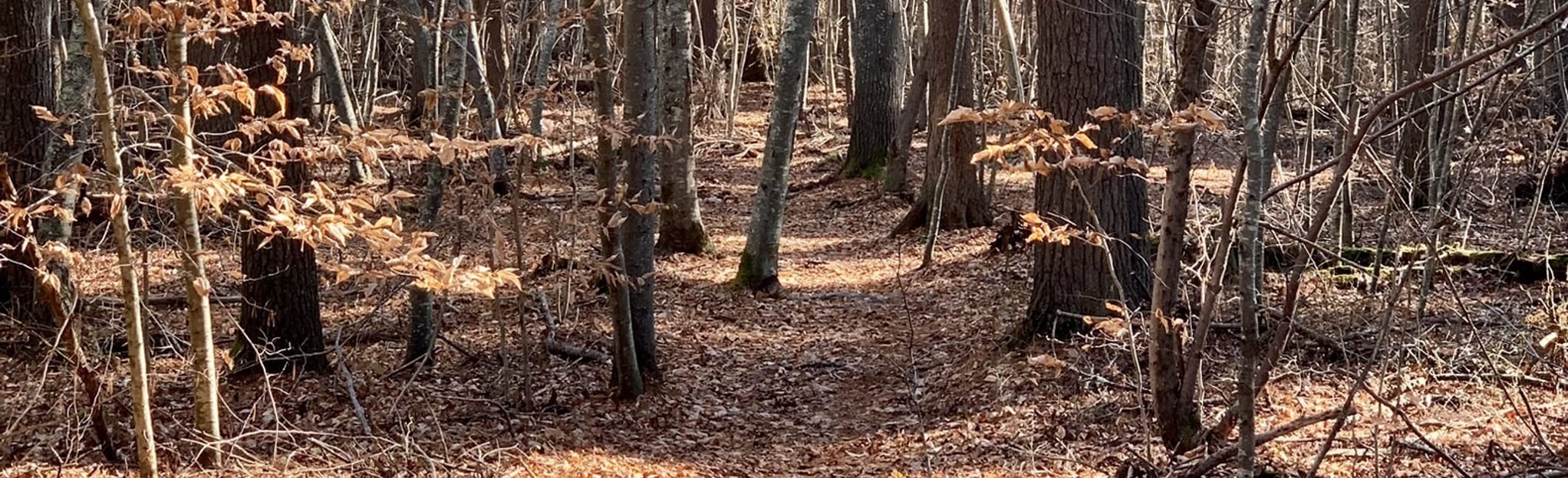 Deadman's, Tower Road, and Horseshoe Trail Loop: 24 Reviews, Map ...