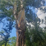 Newstead Walkway, Waikato, New Zealand - 32 Reviews, Map | AllTrails