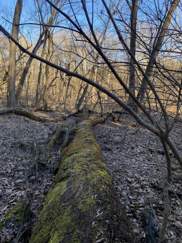 Best Hikes and Trails in Hall Woods Nature Preserve | AllTrails