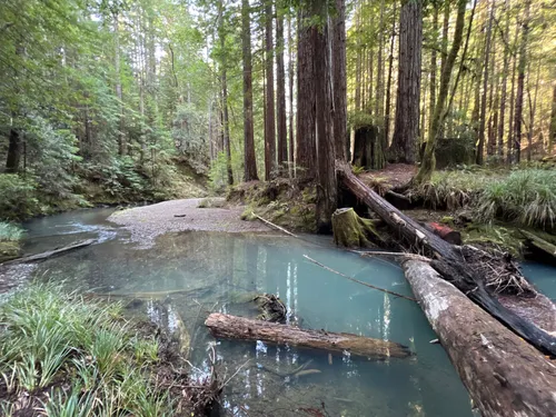 Best Hikes and Trails in Jackson Demonstration State Forest | AllTrails