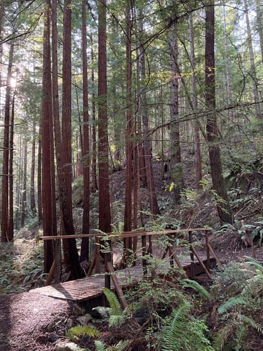 2023 Best Forest Trails in Jackson Demonstration State Forest | AllTrails
