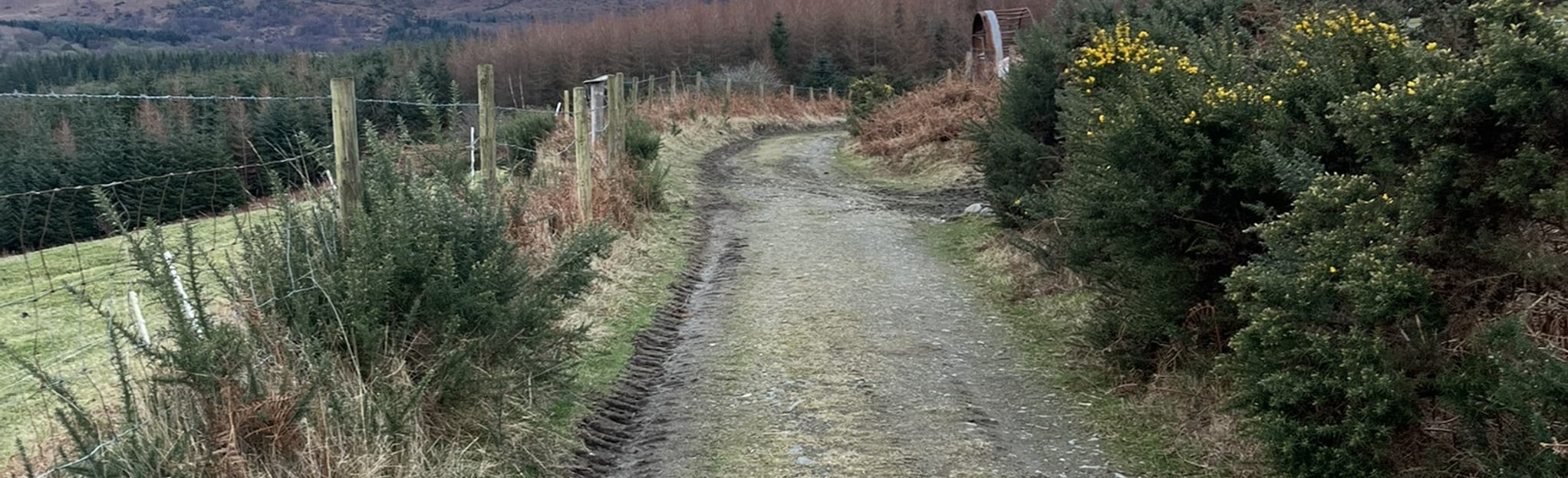 Brockagh Woods - Blue Trail, County Wicklow, Ireland - 26 Reviews, Map ...