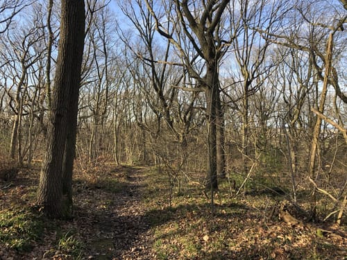 Las mejores rutas para pasear en Blean Woods Nature Reserve en 2023 ...