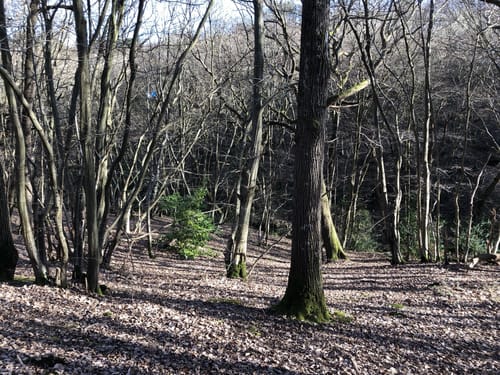 Best Hikes and Trails in Blean Woods Nature Reserve | AllTrails