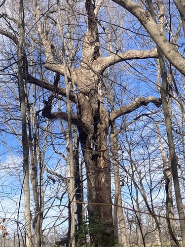 Best Hikes and Trails in Ward Farm Recreation and Nature Park | AllTrails