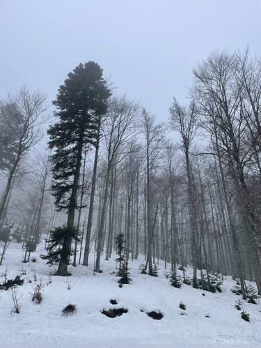 2023 Best Historic Site Trails in Mrkopalj | AllTrails