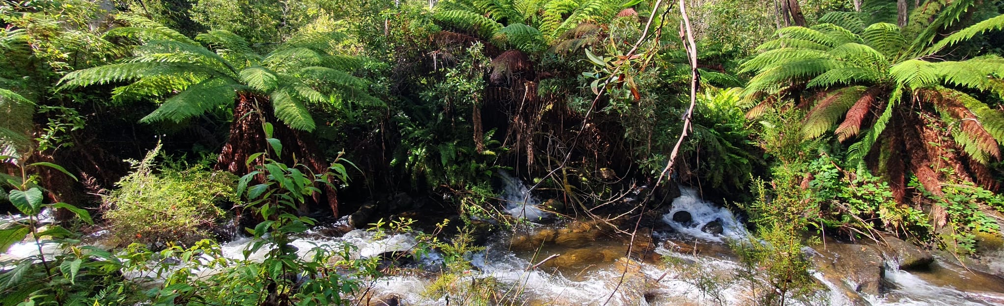 Fern Tree Track and Peppermint Walk, Victoria, Australia - 10 Reviews ...