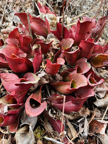 Best Hikes and Trails in Hawley Bog Preserve | AllTrails