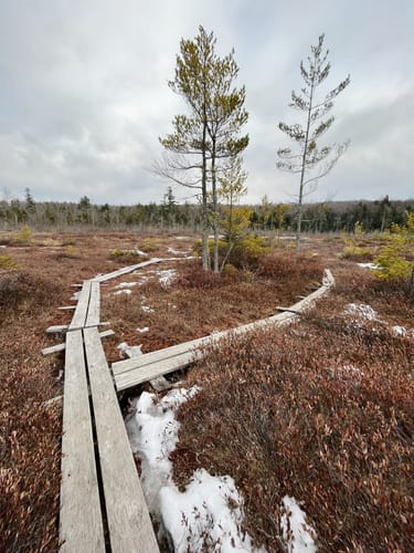 Best Hikes and Trails in Hawley Bog Preserve | AllTrails