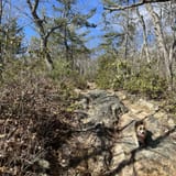 High Rocks Trail, Virginia - 479 Reviews, Map | AllTrails