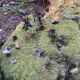 Ridge Loop Trail , Washington - 326 Reviews, Map | AllTrails