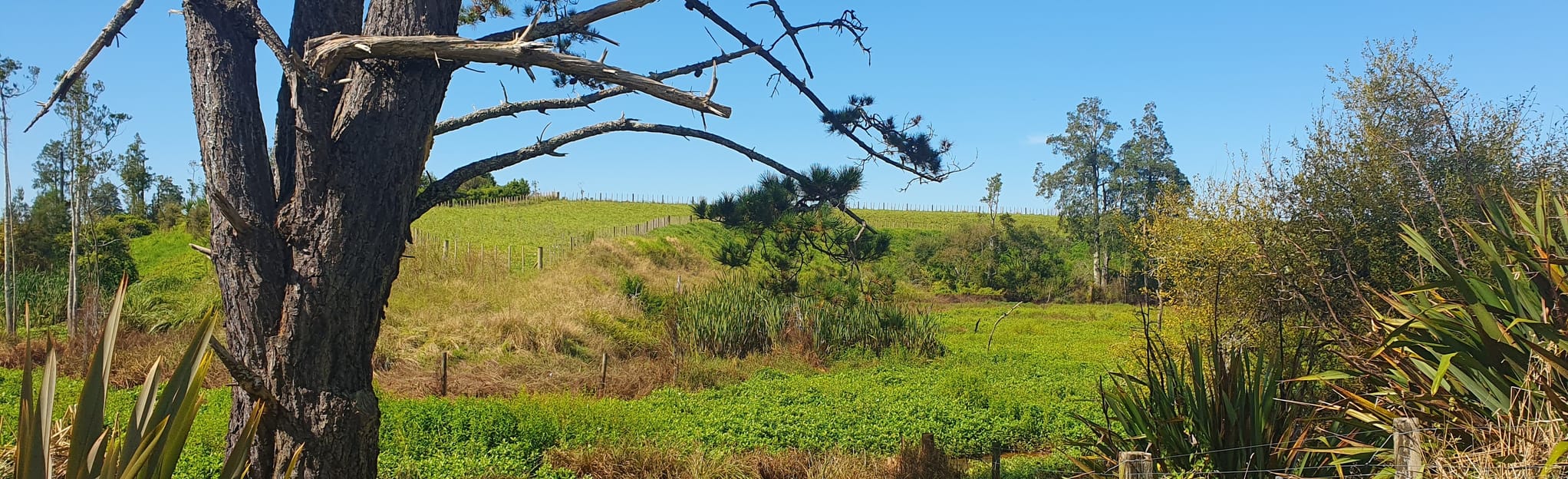 Te Kowhai Walk: 14 foto - Waikato, Nuova Zelanda | AllTrails