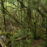 Creepy Crawly Nature Trail, Tasmania, Australia - 40 Reviews, Map ...