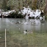 Belknap Hot Springs Resort, Oregon - 59 Reviews, Map | AllTrails