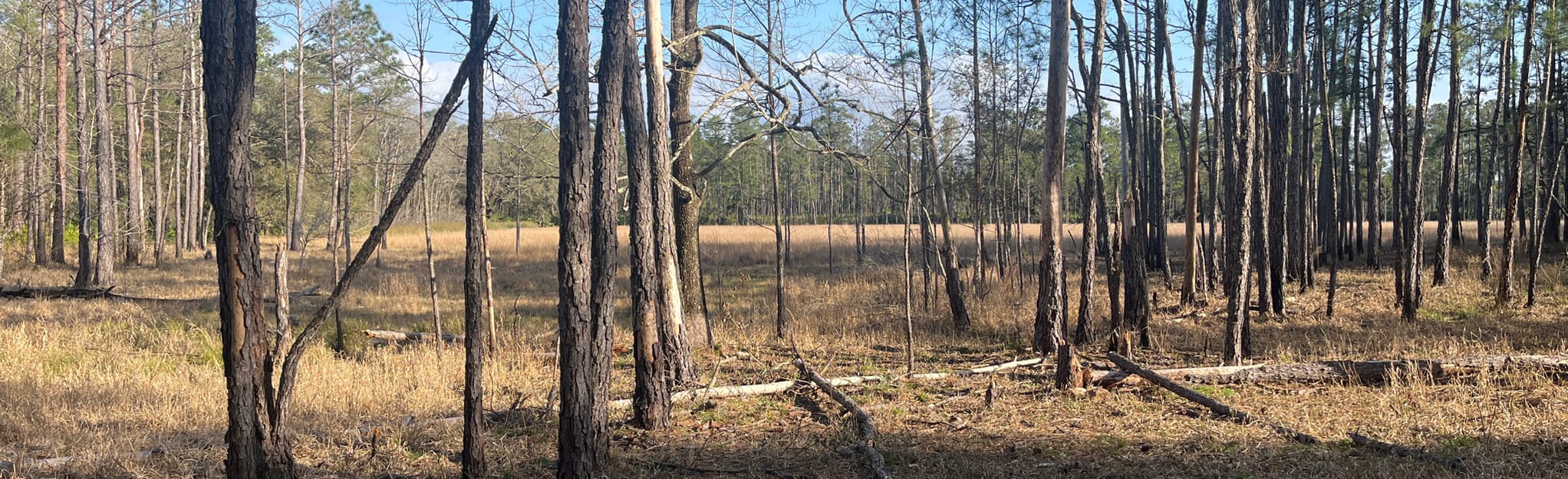 Half Moon Wildlife Management White and Blue Loops, Florida - 106 ...