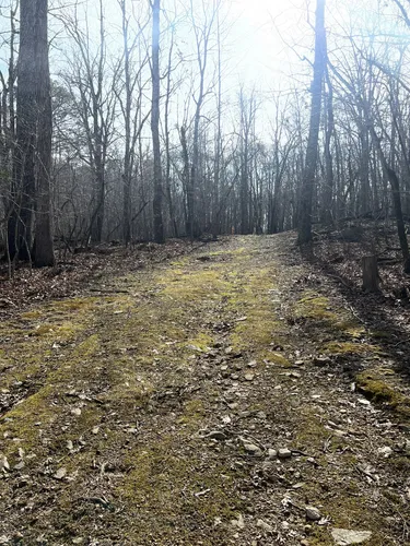 Best Hikes and Trails in Duke Forest Blackwood Division | AllTrails