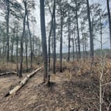 Neusiok Trail Northern Half, North Carolina - 168 Reviews, Map | AllTrails