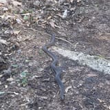 Neusiok Trail Northern Half, North Carolina - 168 Reviews, Map | AllTrails