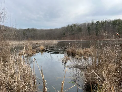Best Hikes and Trails in Johnsonburg Swamp Preserve | AllTrails