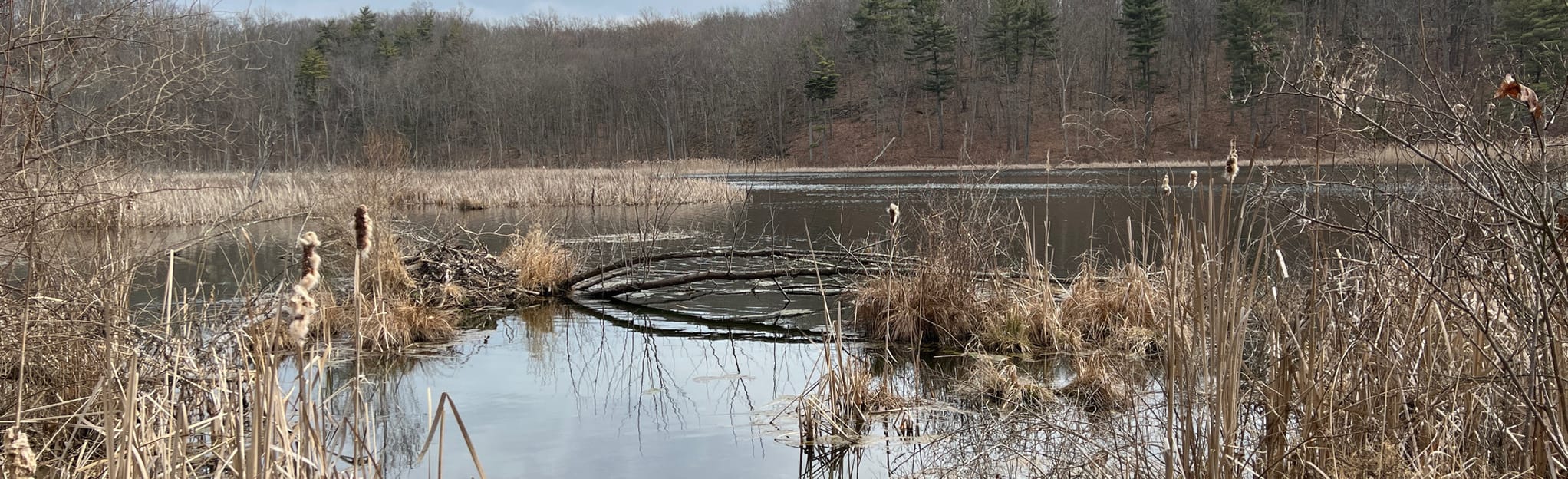 Johnsonburg Swamp Preserve, New Jersey - 82 Reviews, Map | AllTrails