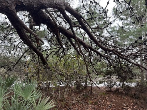 Best Hikes and Trails in Seabranch Preserve State Park | AllTrails