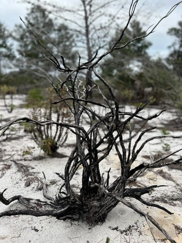 Best Hikes and Trails in Seabranch Preserve State Park | AllTrails