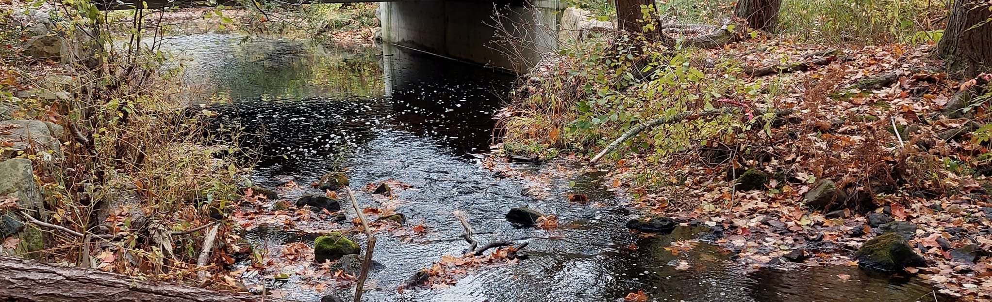 Bay Circuit Trail in Lockwood Forest: 43 fotos - Massachusetts | AllTrails
