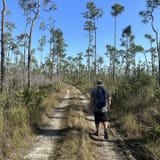 Long Pine Key Trail, Florida - 188 Reviews, Map | AllTrails