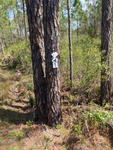 2023 Best trails in Green Swamp Wilderness Preserve | AllTrails