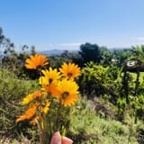 Encinitas Ranch Trail, California - 859 Reviews, Map | AllTrails