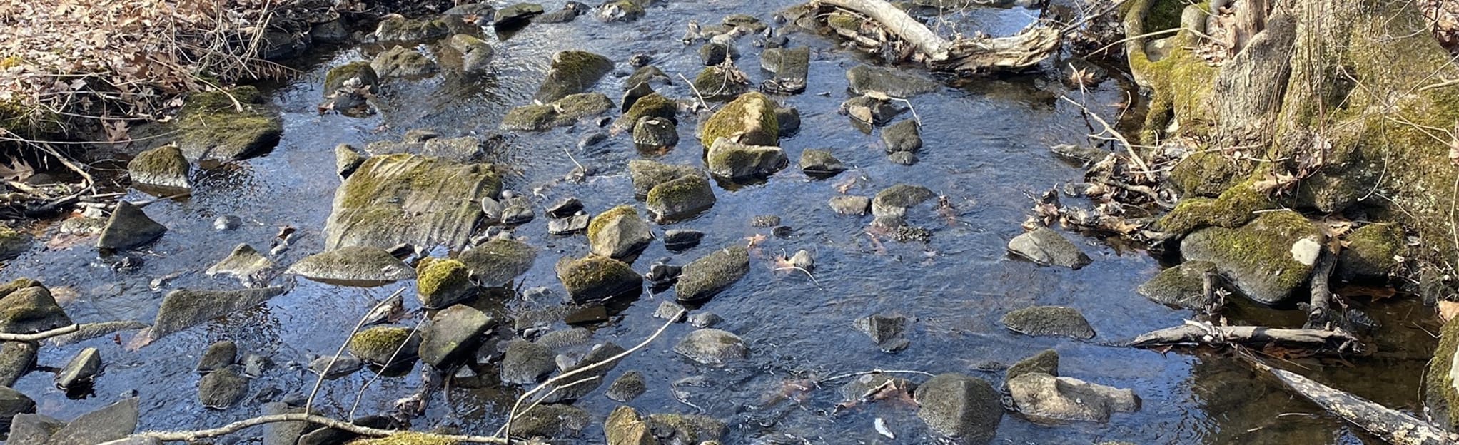 Finch Brook Loop: 208 Reviews, Map - Connecticut | AllTrails